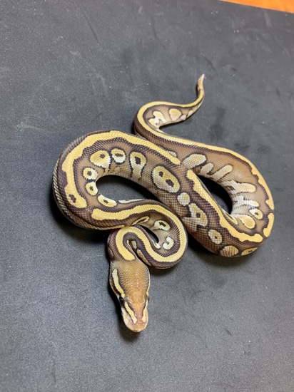 Lesser Het Sunset Ball Python by Danner Constrictors