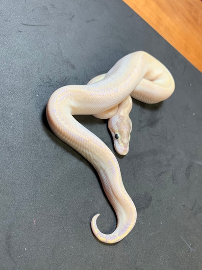 Ivory Ball Python by Danner Constrictors