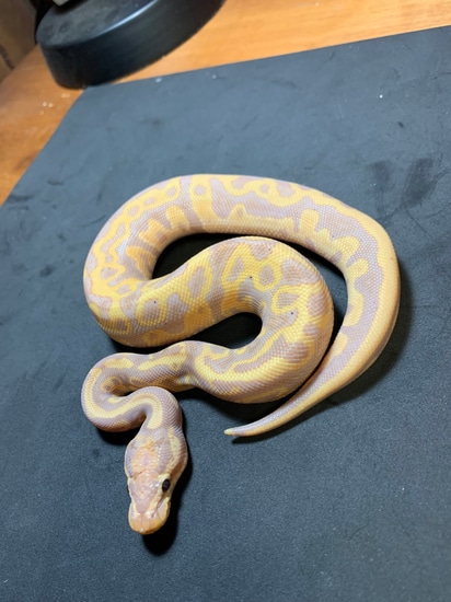 Banana Leopard Het Sunset Ball Python by Danner Constrictors