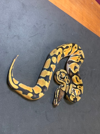 Super Orange Dream Het Puzzle Ball Python by Danner Constrictors