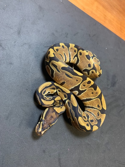 Het Puzzle Ball Python by Danner Constrictors