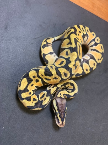 Pastel Orange Dream Het Puzzle Ball Python by Danner Constrictors