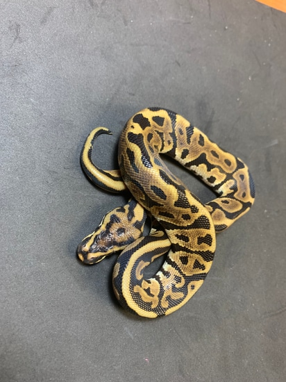 Leopard Spotnose Het Sunset Ball Python by Danner Constrictors
