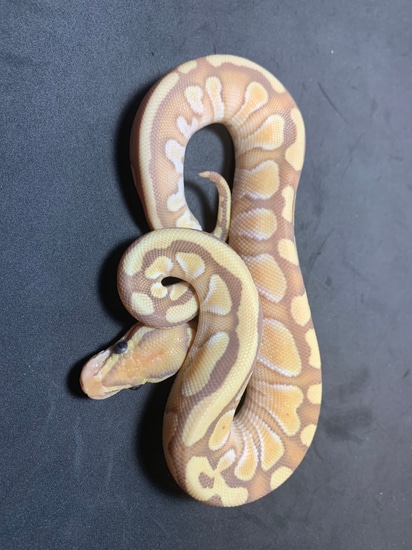 Lesser Banana Het Tri Stripe Ball Python by Danner Constrictors