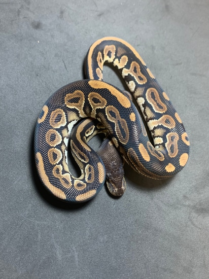 Cinnamon Sable Het Tri Stripe Ball Python by Danner Constrictors
