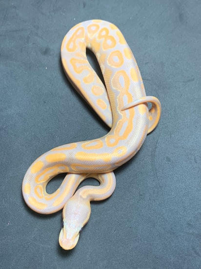 Banana Cinnamon Het Tri Stripe Ball Python by Danner Constrictors