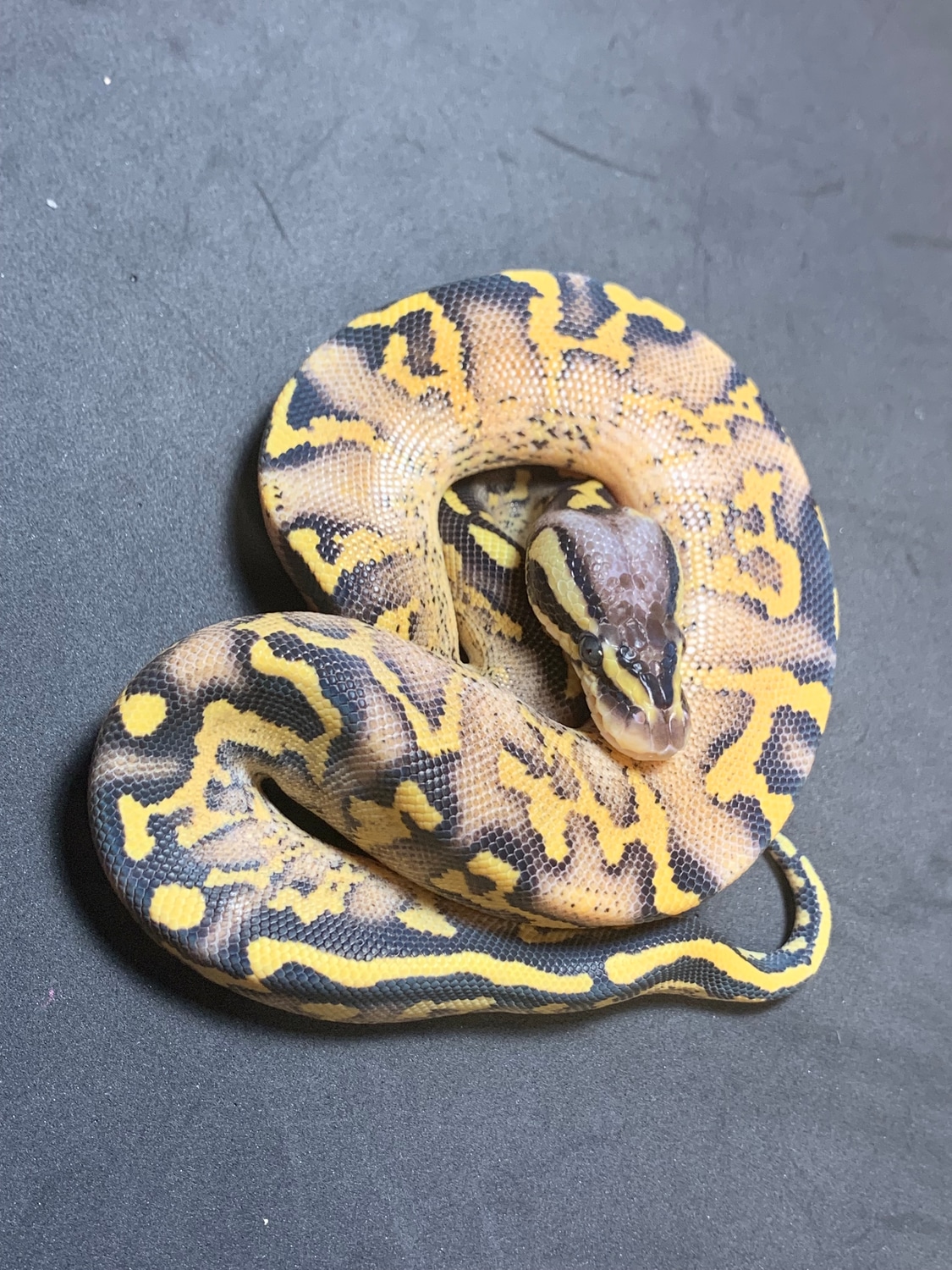 Pastel Freeway Ball Python by Danner Constrictors - MorphMarket