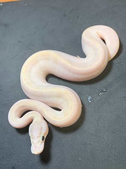Ivory Ball Python by Danner Constrictors