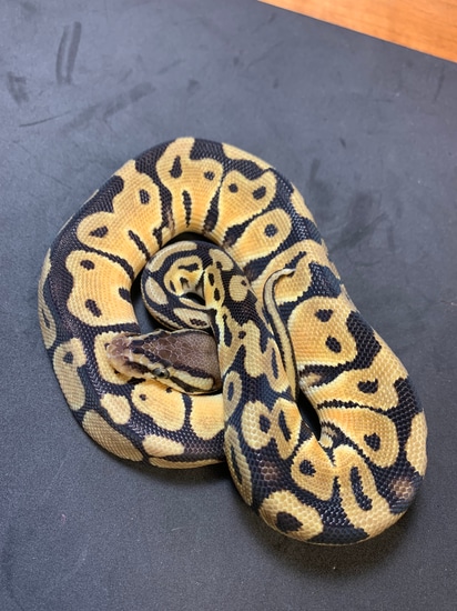 Pastel Het Puzzle Ball Python by Danner Constrictors