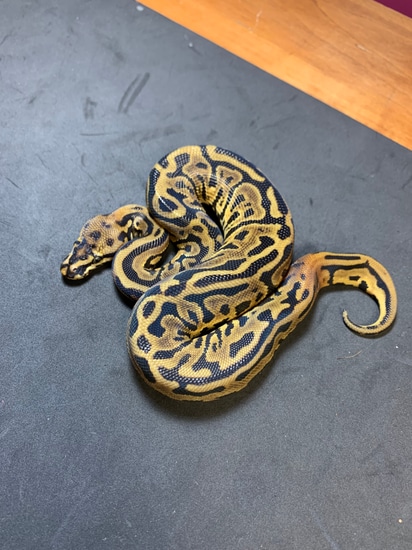 Leopard Spotnose Het Sunset Ball Python by Danner Constrictors
