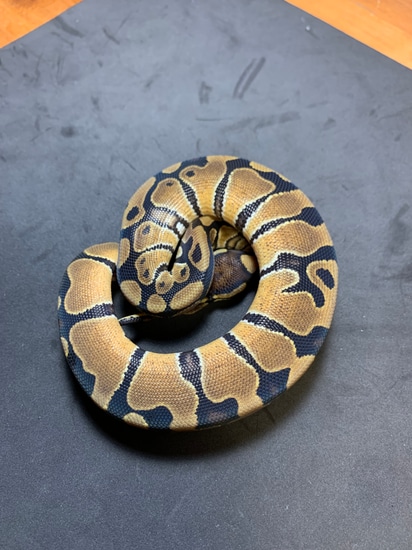 Het Sunset Ball Python by Danner Constrictors