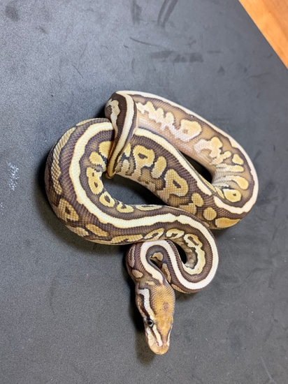 Lesser Spotnose Het Sunset Ball Python by Danner Constrictors