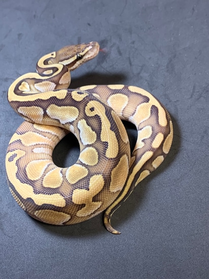 Lesser Het Sunset Ball Python by Danner Constrictors