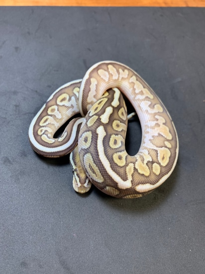 Lesser Spotnose Het Sunset Ball Python by Danner Constrictors
