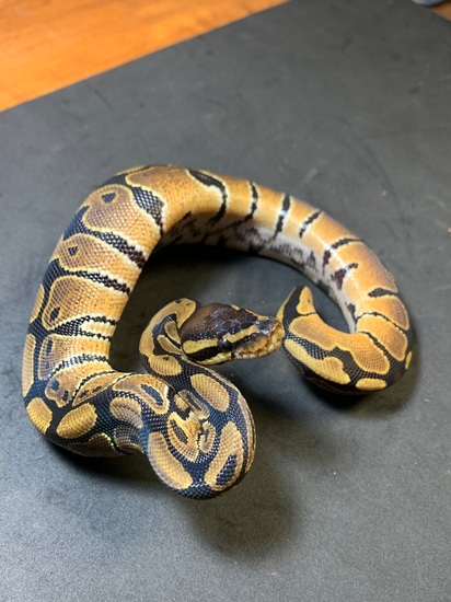 Het Tri Stripe Ball Python by Danner Constrictors