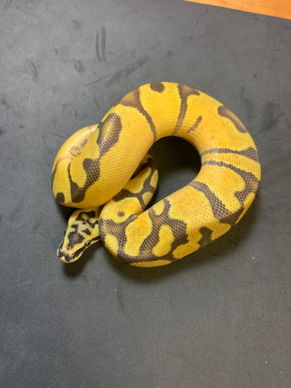 Super Enchi Yellow Belly Het Candy Het Pied Ball Python by Danner Constrictors
