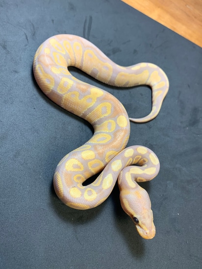 Chocolate Banana Het Tri Stripe Ball Python by Danner Constrictors