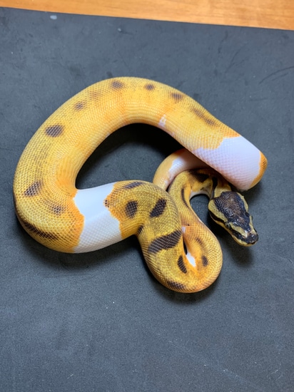 Enchi Orange Dream Yellow Belly Pied Het Candy Ball Python by Danner ...