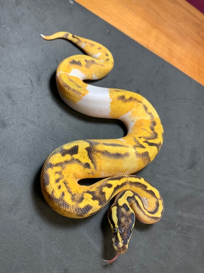 Pastel Orange Dream Enchi Pied Het Candy Poss Yellow Belly Ball Python ...