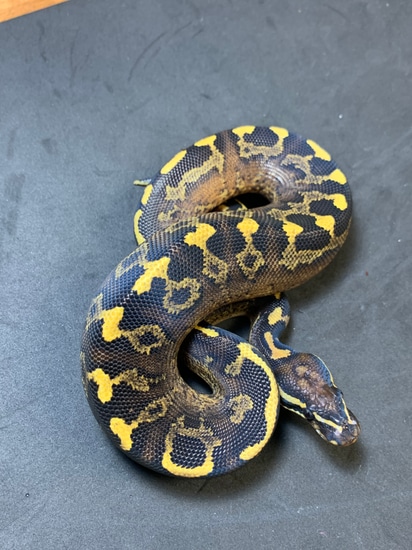 Freeway Ball Python by Danner Constrictors