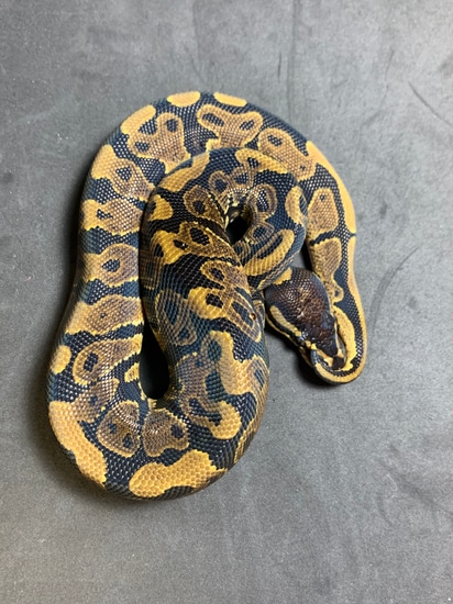 Yellow Belly Or Asphalt Ball Python by Danner Constrictors