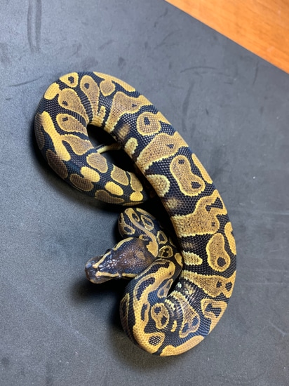 Yellow Belly Or Asphalt Ball Python by Danner Constrictors