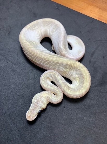 Pastel Lesser Leopard Orange Dream Puzzle Ball Python by Danner ...