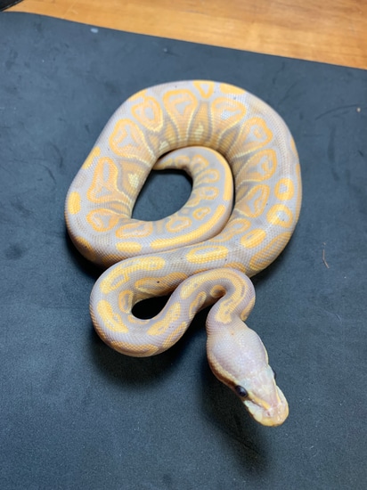 Black Pastel Banana Trick Het Tri Stripe Ball Python by Danner Constrictors
