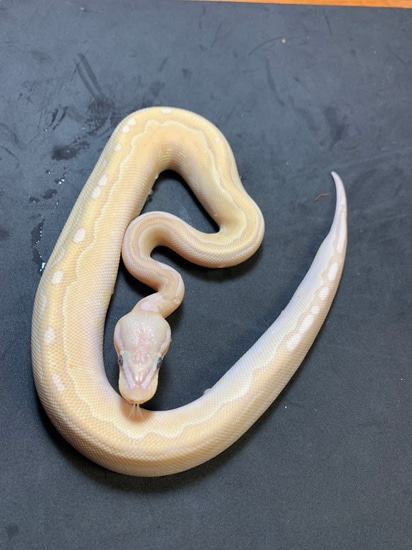 Pastel Bamboo Tri Stripe Ball Python by Danner Constrictors
