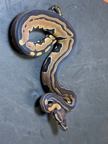 Tri Stripe Ball Python by Danner Constrictors