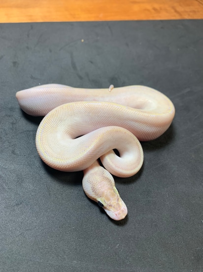 Ivory Ball Python by Danner Constrictors