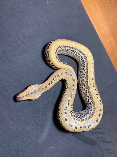 Pixel Het T+ Albino Blood Python by Danner Constrictors