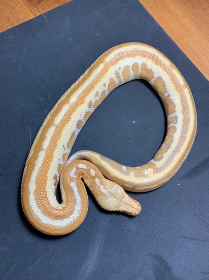Striped T+ Albino Blood Python by Danner Constrictors