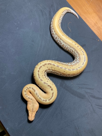 T+ Albino Pixel Blood Python by Danner Constrictors