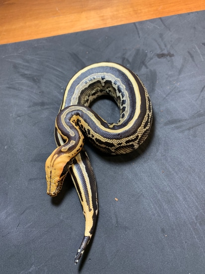 Striped Borneo Short-Tailed Python by Danner Constrictors