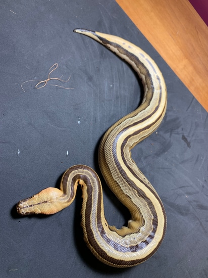 Super Stripe Borneo Short-Tailed Python by Danner Constrictors