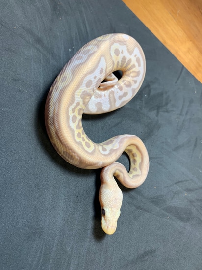 Banana Leopard Pastel Chocolate Clown Ball Python by Danner Constrictors