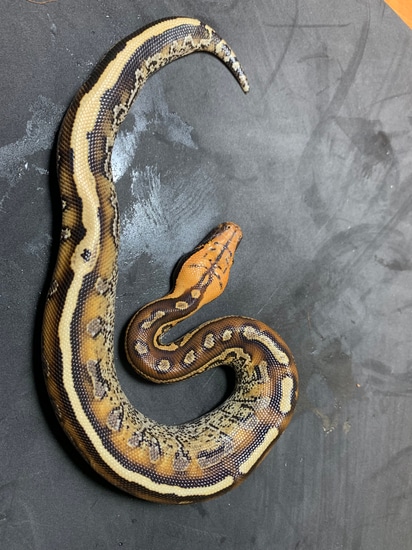 Marble Borneo Short-Tailed Python by Danner Constrictors