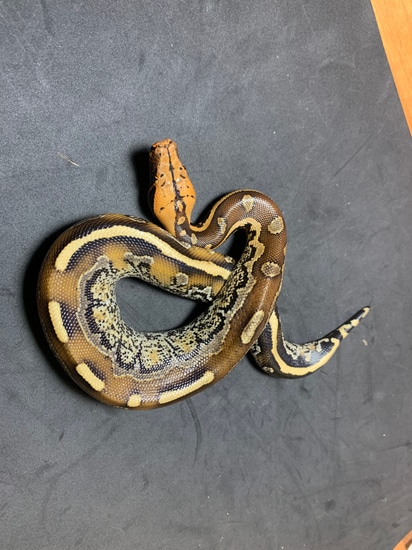 Granite Borneo Short-Tailed Python by Danner Constrictors