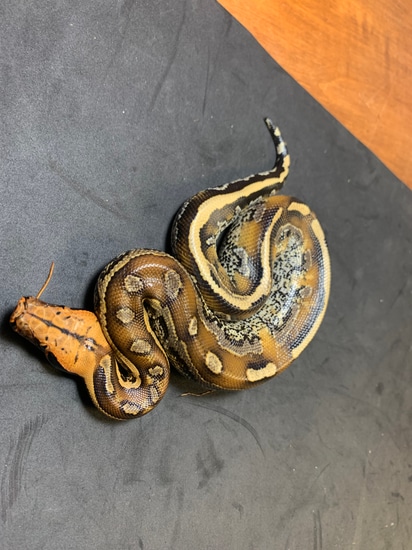 Marble Borneo Short-Tailed Python by Danner Constrictors