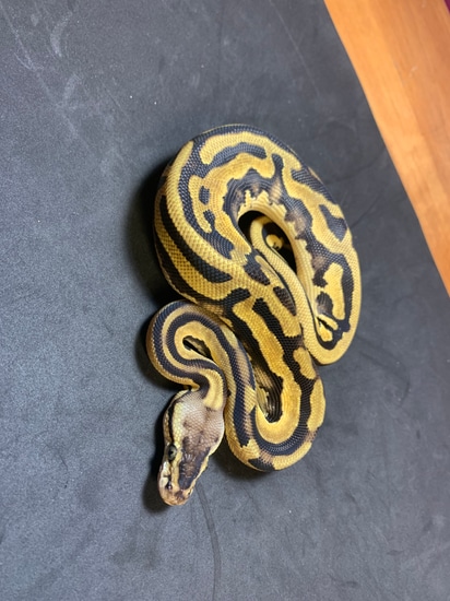 Pastel Leopard Orange Dream Puzzle Ball Python by Danner Constrictors