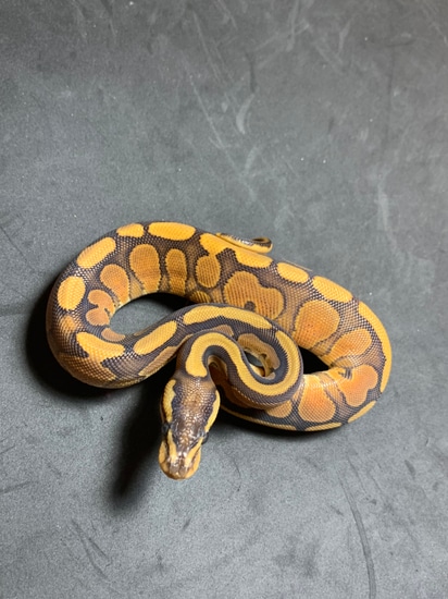 Black Pastel Enchi Red Stripe 66% Het Candino Ball Python by Danner Constrictors