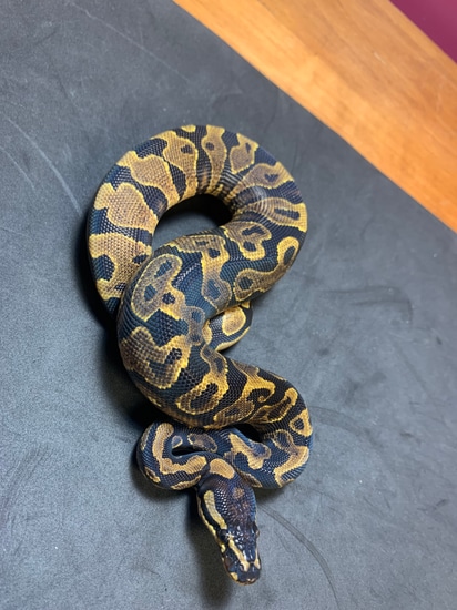 Yellow Belly Or Asphalt Ball Python by Danner Constrictors