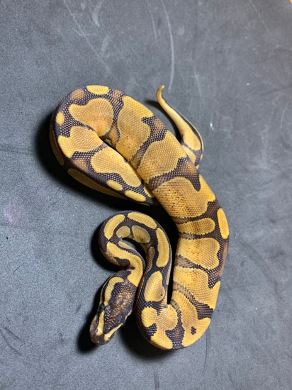 Enchi Red Stripe 66% Het Candino Ball Python by Danner Constrictors