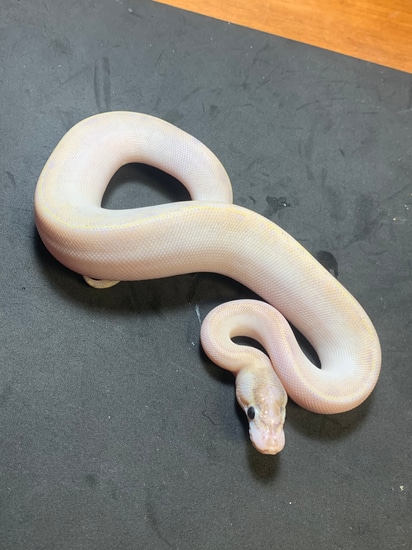 Ivory Ball Python by Danner Constrictors