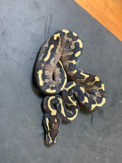 Freeway Ball Python by Danner Constrictors