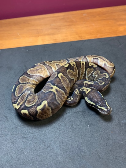 GHI Enchi Het Desert Ghost 50% Het Clown Ball Python by Danner Constrictors