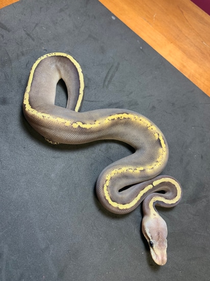 Pastel GHI Mojave Mahogany Het Clown Ball Python by Danner Constrictors