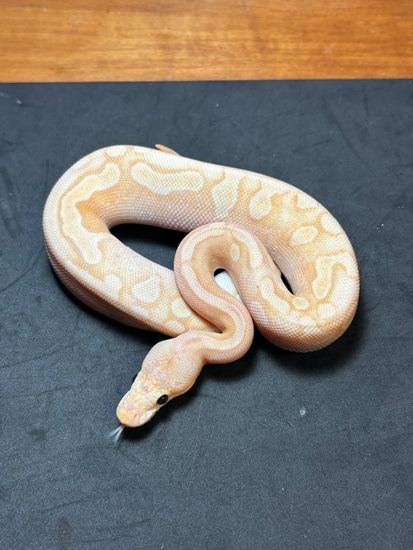 Banana Enchi Champagne Het Hypo Het Tri Stripe Ball Python by Danner ...