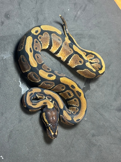 Mahogany Het Tri Stripe Ball Python by Danner Constrictors